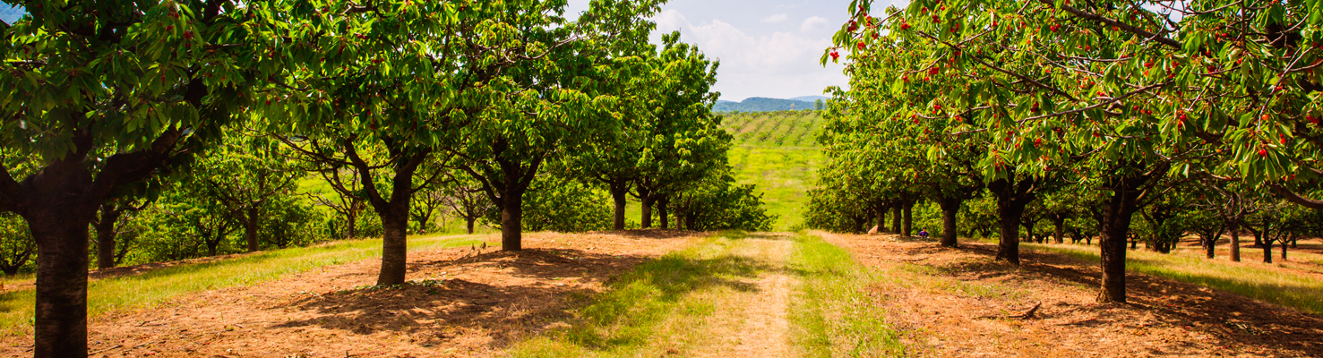 Sprayers for tree and bush crops such as fruit, olive trees or vineyards